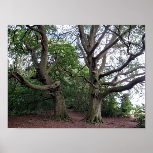 Giant Beech Trees Poster | Zazzle
