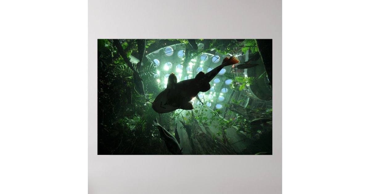Giant Catfish Poster | Zazzle