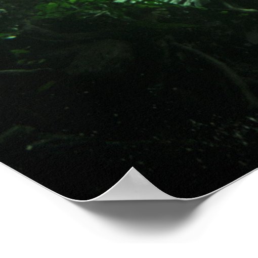 Giant Catfish Poster | Zazzle