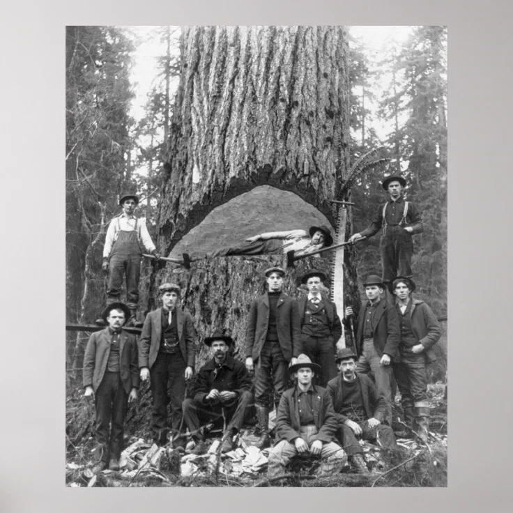 Giant Fir Tree Ready to Fall, 1902 Poster | Zazzle