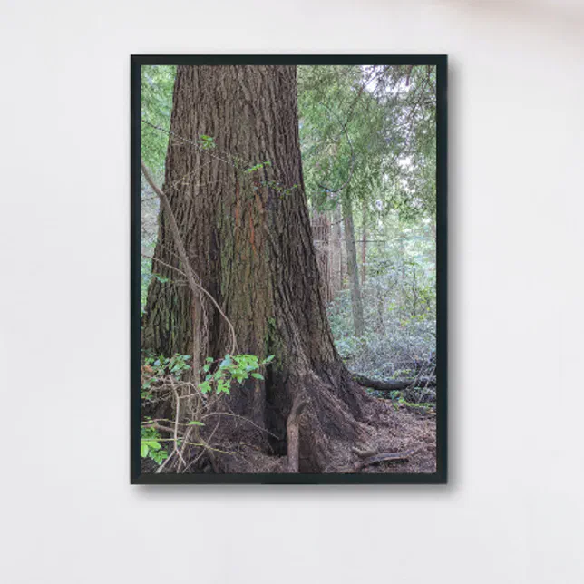 Giant Forest Conifer Tree Nature Photo Print | Zazzle
