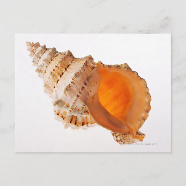 Giant Frog shell (Tutufa bubo) against white Postcard | Zazzle
