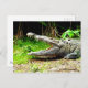 Giant gator with his mouth open postcard | Zazzle