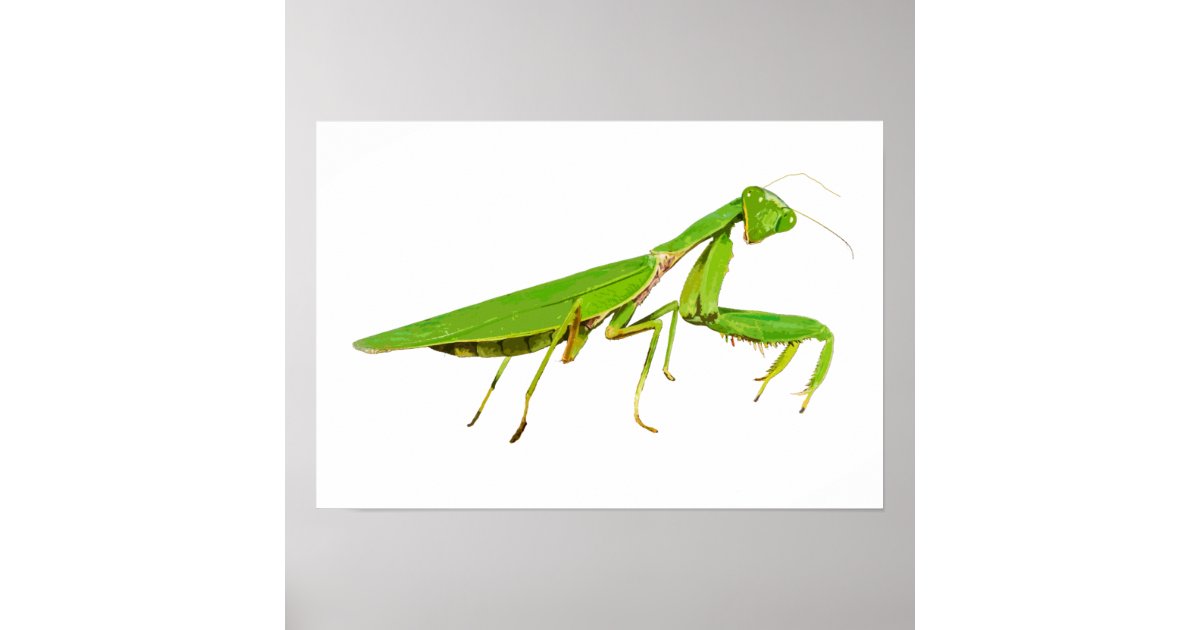 Giant Green Praying Mantis Poster | Zazzle