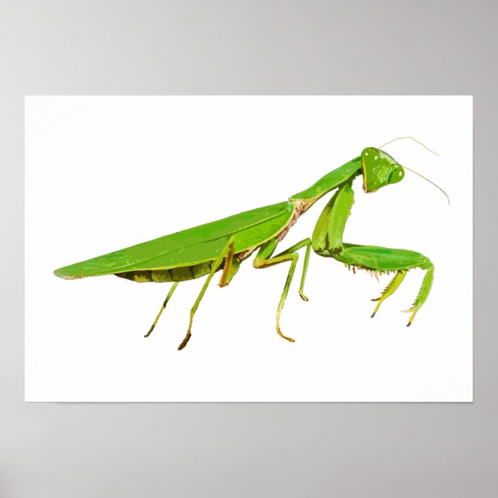 Giant Green Praying Mantis Poster | Zazzle.com