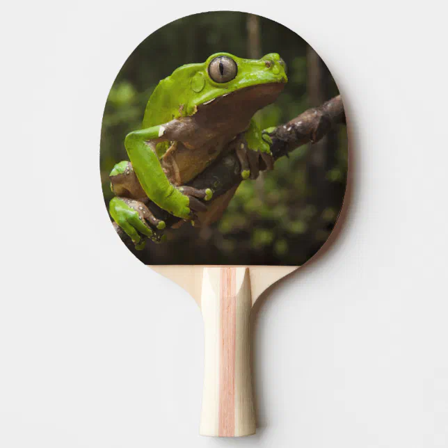 Giant leaf frog Phyllomedusa bicolor) Ping-Pong Paddle | Zazzle
