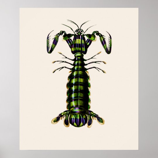 Giant Mantis Shrimp Poster | Zazzle.com