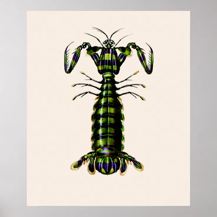 Giant Mantis Shrimp Poster | Zazzle