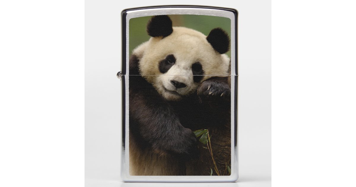 Giant panda Ailuropoda melanoleuca) Family Zippo Lighter | Zazzle