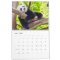 Giant panda babies calendar | Zazzle