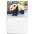 Giant panda babies calendar | Zazzle