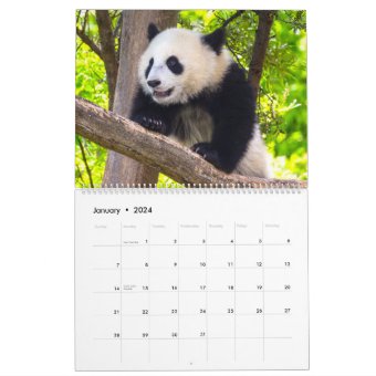 Giant panda babies calendar | Zazzle