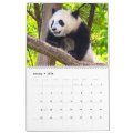 Giant panda babies calendar | Zazzle