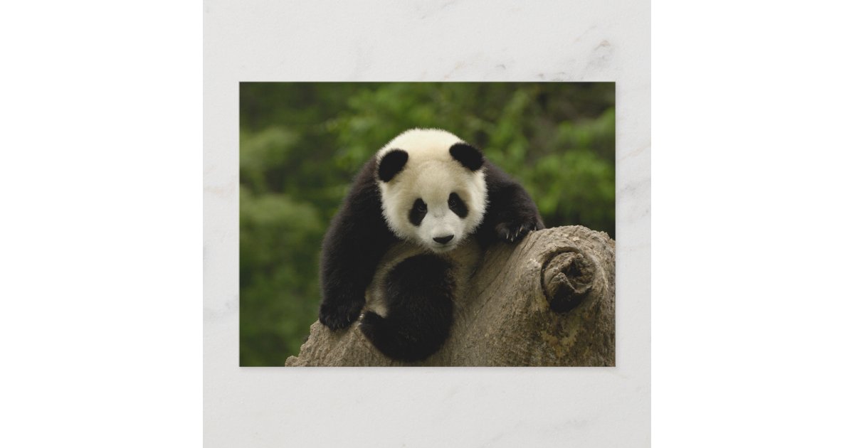 Giant panda baby postcard | Zazzle
