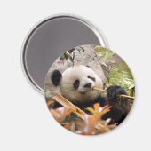 Giant Panda Bear & Baby Panda Magnet | Zazzle