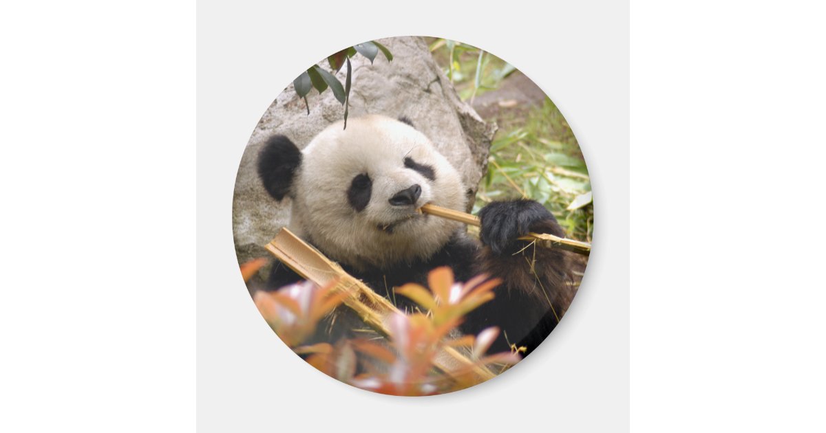 Giant Panda Bear & Baby Panda Magnet | Zazzle