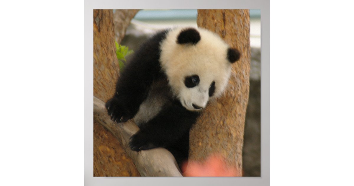 Giant Panda Bear & Baby Panda Poster | Zazzle