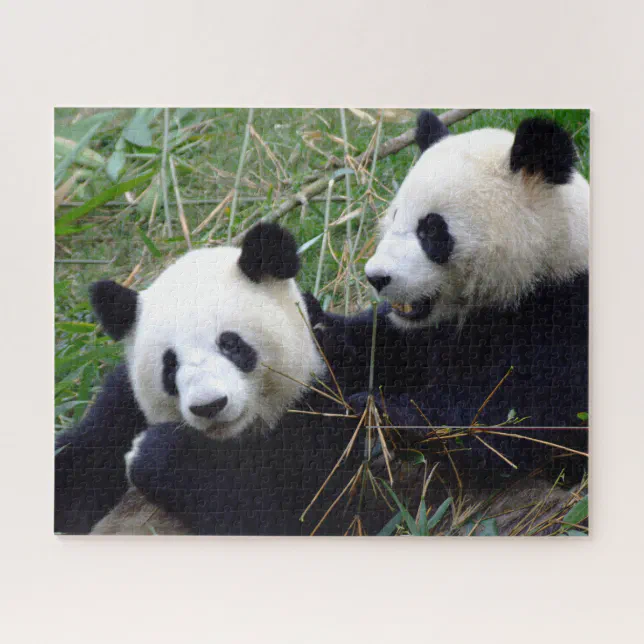 Giant Panda Bears Eating Bamboo & Playing puzzle | Zazzle