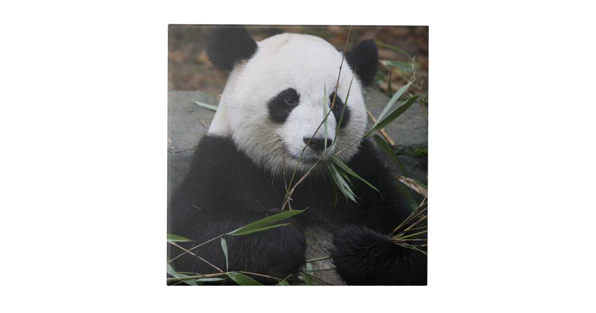 Giant panda ceramic tile | Zazzle