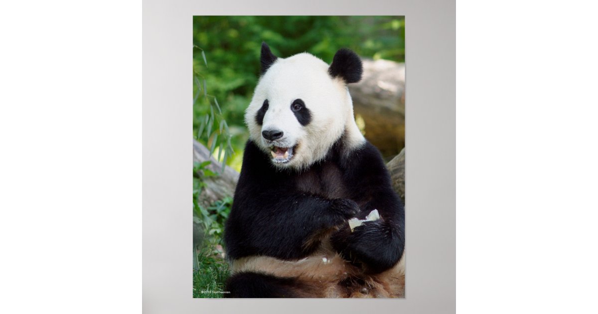 Giant Panda Eating Bamboo Poster | Zazzle