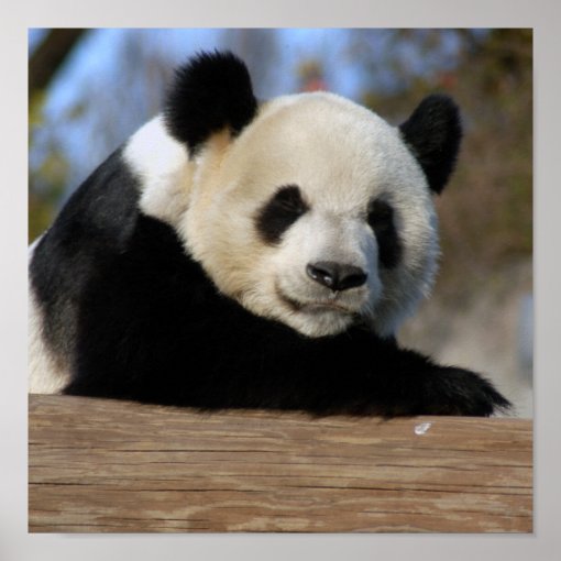 Giant Panda Framed Print | Zazzle