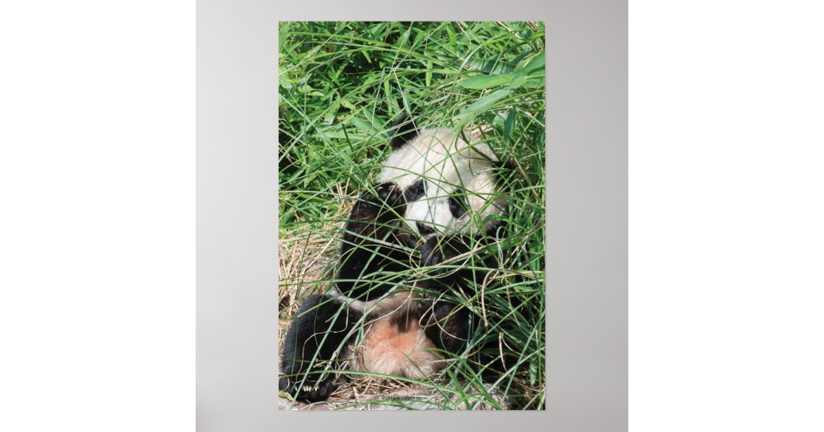 Giant Panda Hiding In Grass Poster | Zazzle