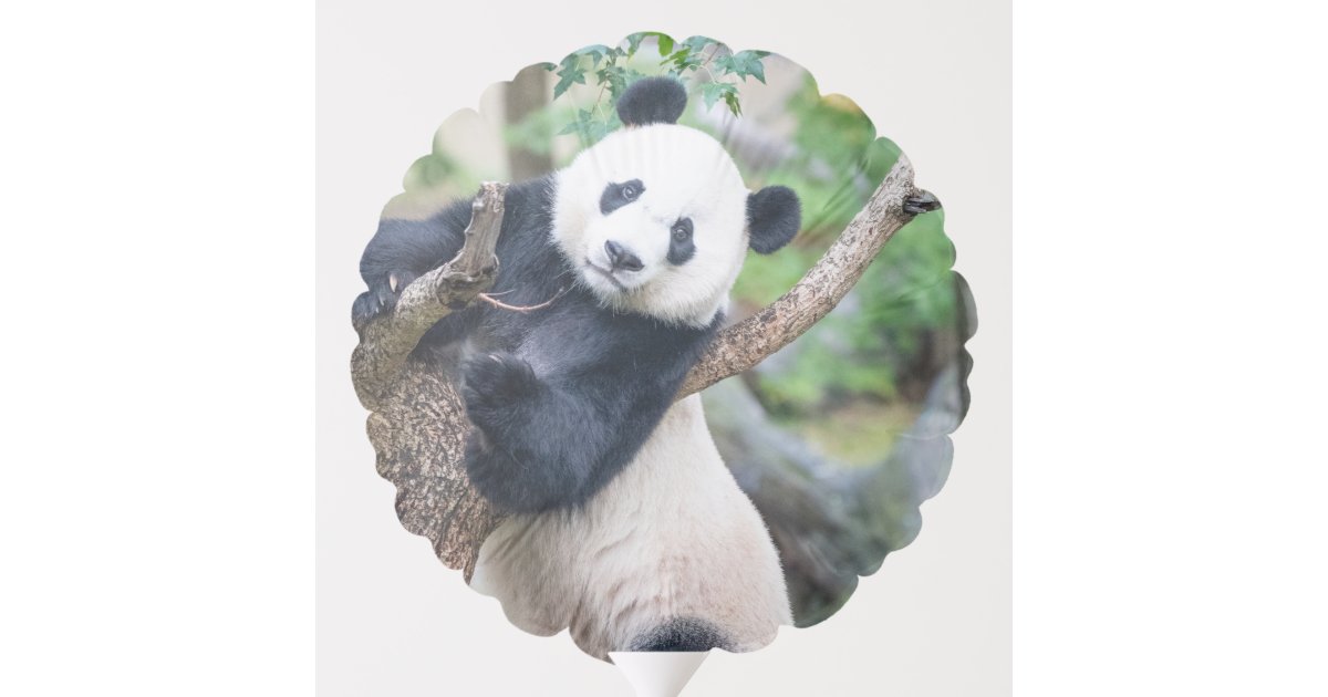 Giant Panda in a Tree Balloon | Zazzle
