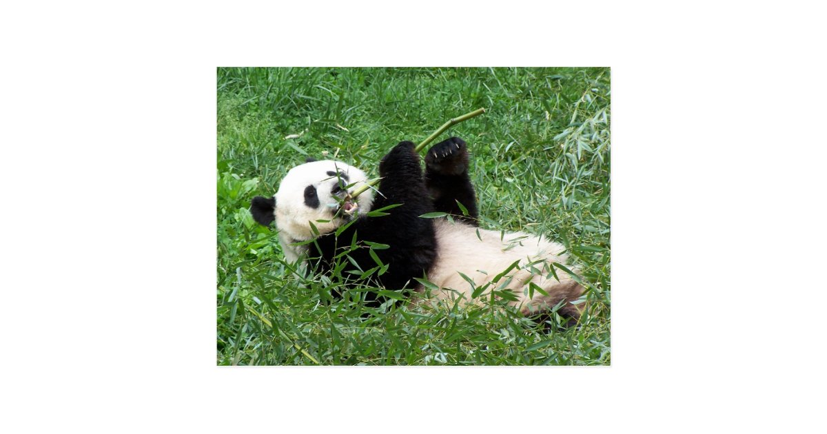 Giant Panda Lounging Eating Bamboo Postcard | Zazzle.com
