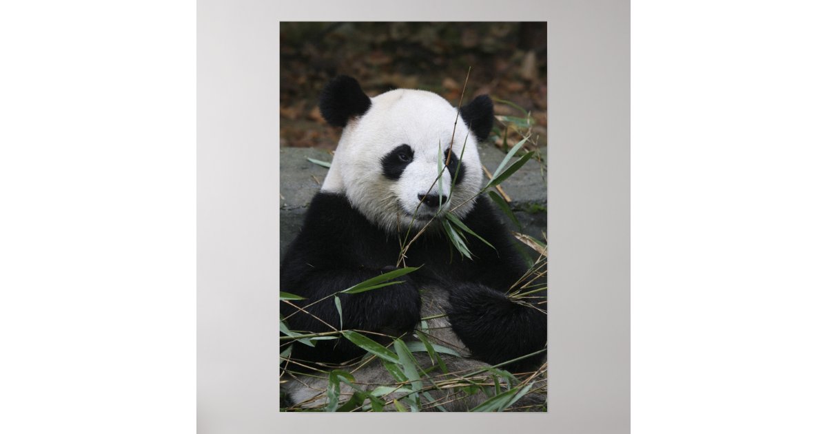 Giant panda poster | Zazzle