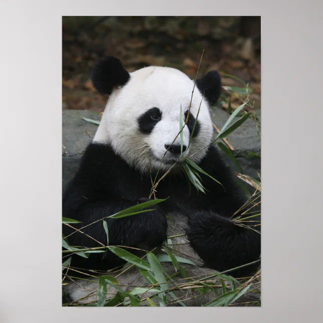 Giant panda poster | Zazzle
