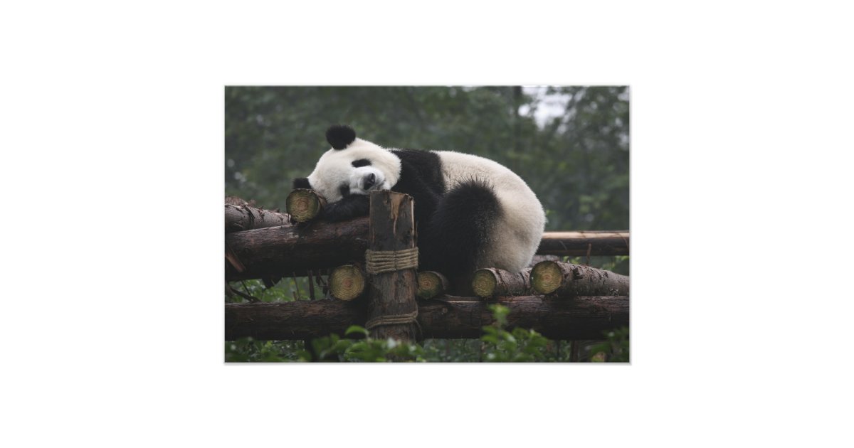 Giant pandas at the Giant Panda Protection Photo Print | Zazzle