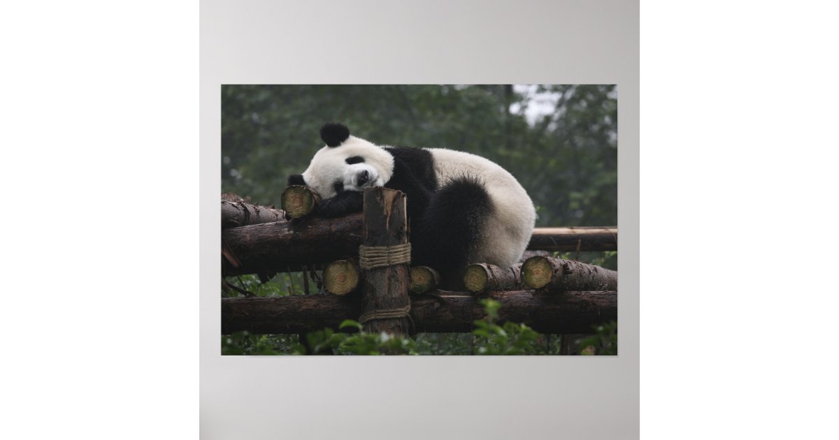 Giant pandas at the Giant Panda Protection Poster | Zazzle