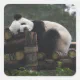 Giant pandas at the Giant Panda Protection Square Sticker | Zazzle