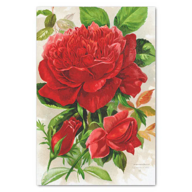 Giant Red Rose Vintage 10" X 15" Tissue Paper | Zazzle