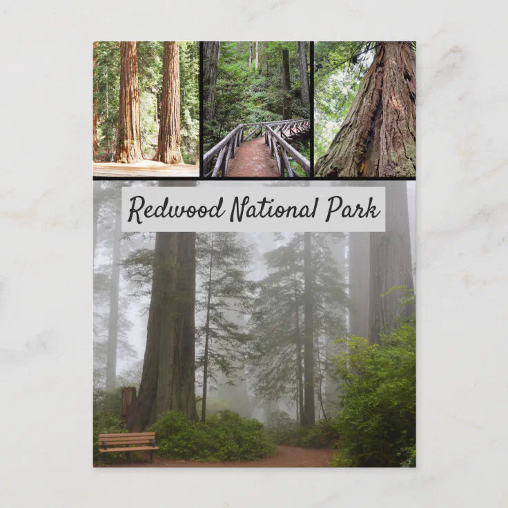 Giant Redwood National Park Sequoia Trees Postcard | Zazzle
