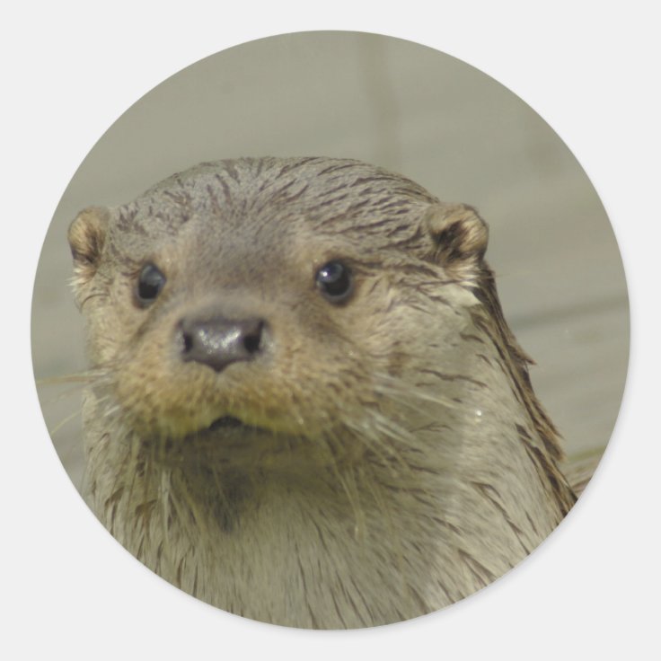 Giant River Otter Stickers | Zazzle