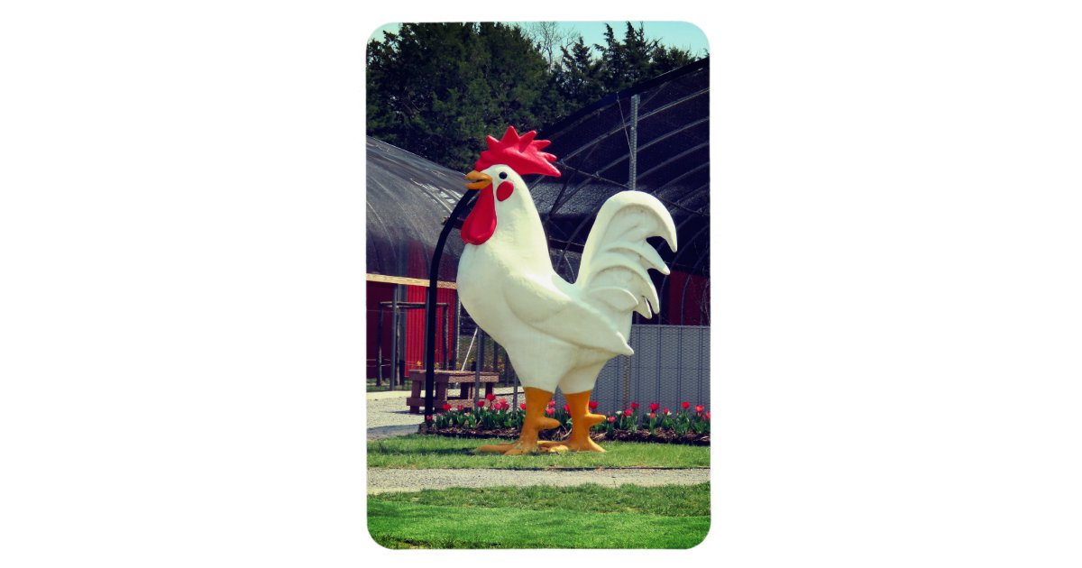 Giant Rooster Magnet | Zazzle