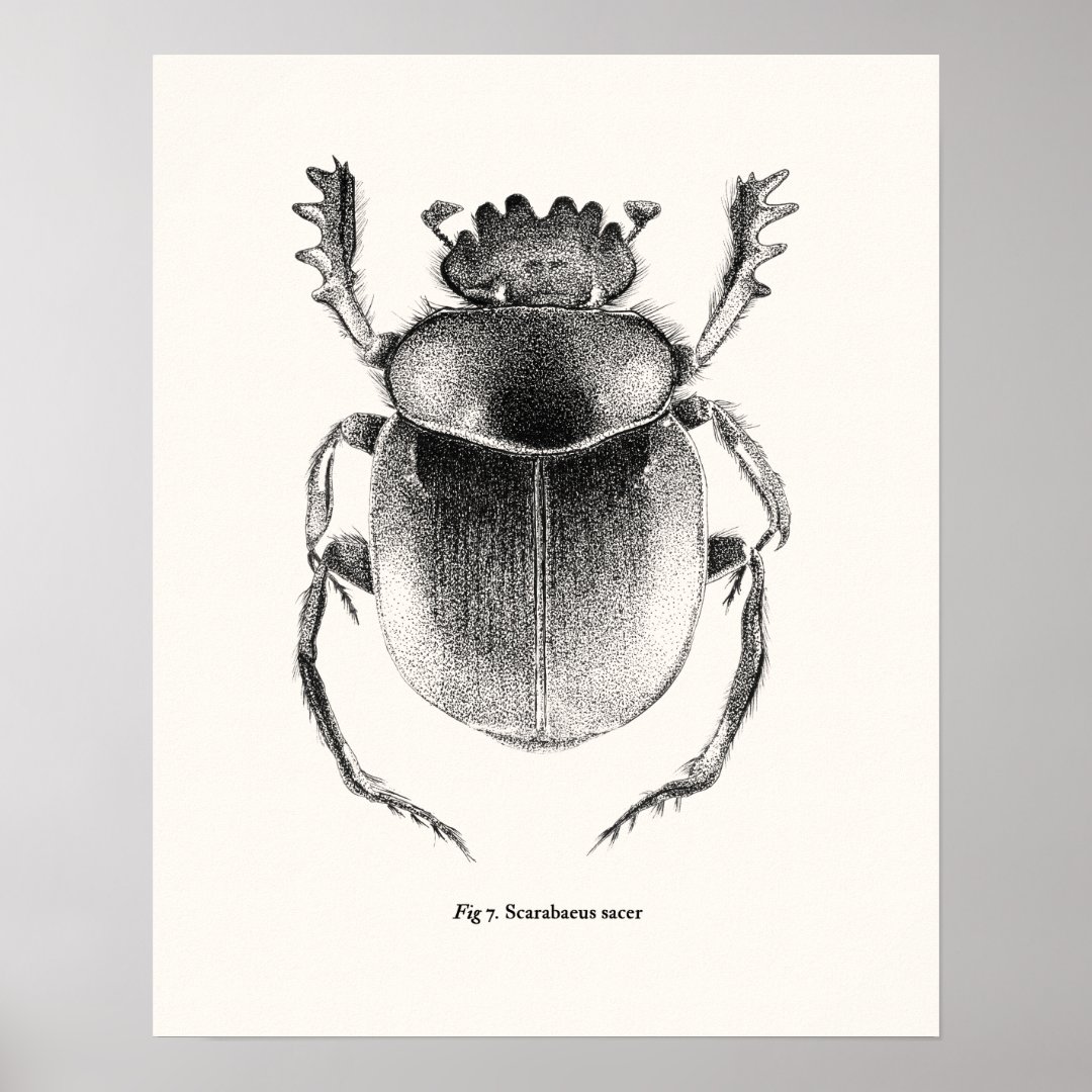 Giant Sacred Scarab - Scarabaeus sacer Poster | Zazzle