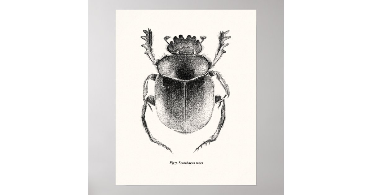 Giant Sacred Scarab - Scarabaeus sacer Poster | Zazzle
