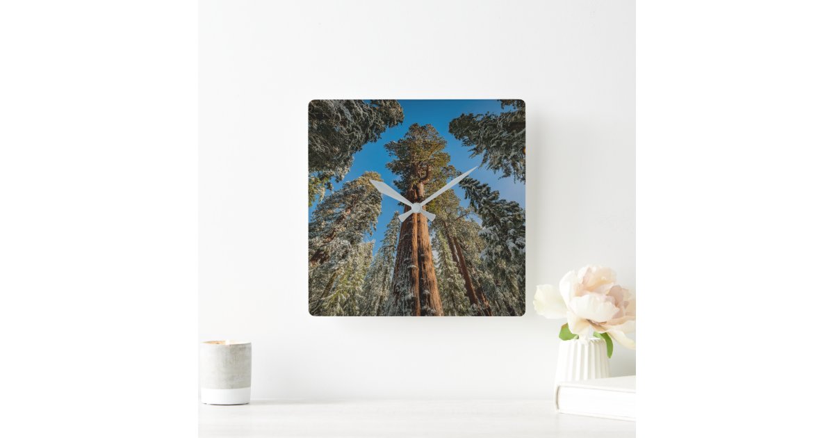 Giant Sequoia Tree in the Snow Square Wall Clock | Zazzle
