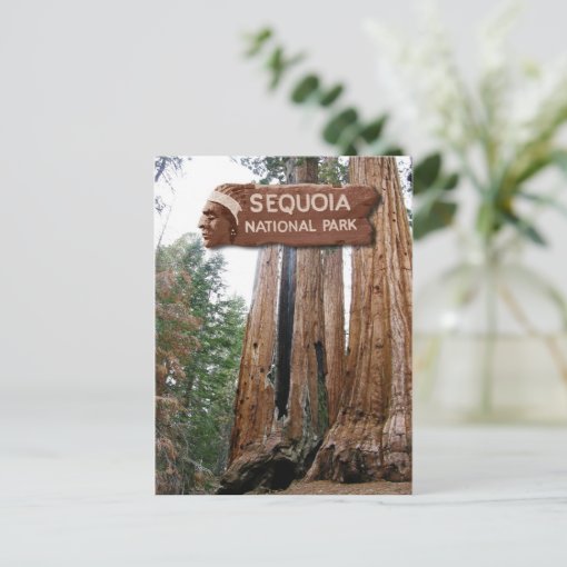 Giant Sequoia trees, Sequoia National Park, CA Postcard | Zazzle