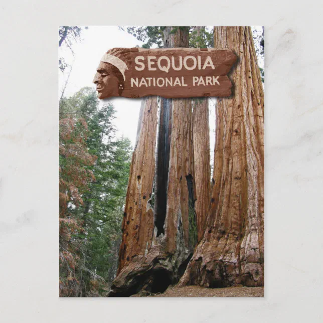 Giant Sequoia trees, Sequoia National Park, CA Postcard | Zazzle