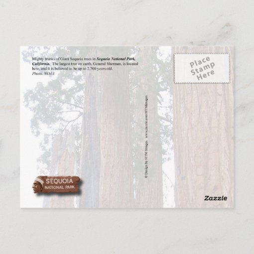 Giant Sequoia trees, Sequoia National Park, CA Postcard | Zazzle
