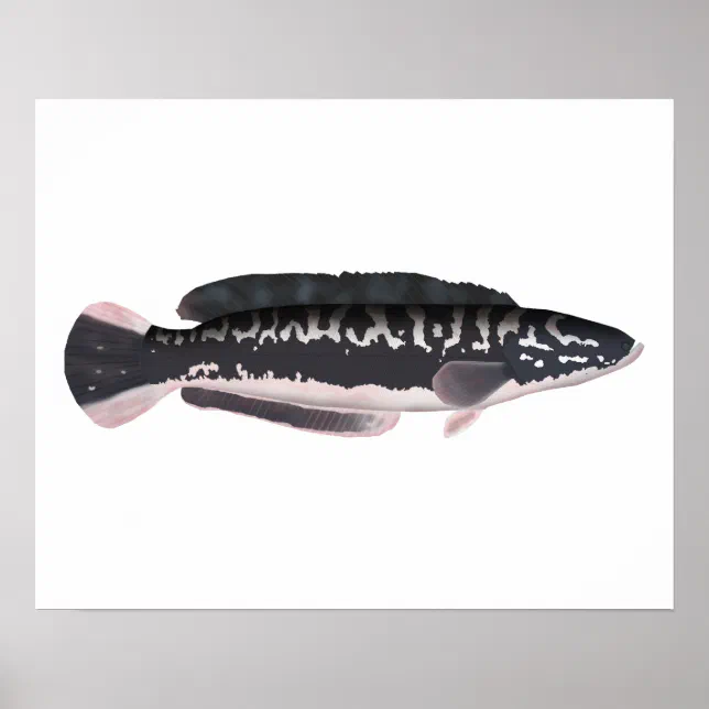 Giant Snakehead Poster | Zazzle