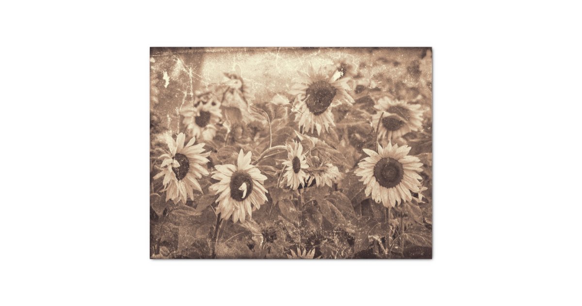 Giant Sunflowers Sepia Floral Texture Decoupage Tissue Paper | Zazzle