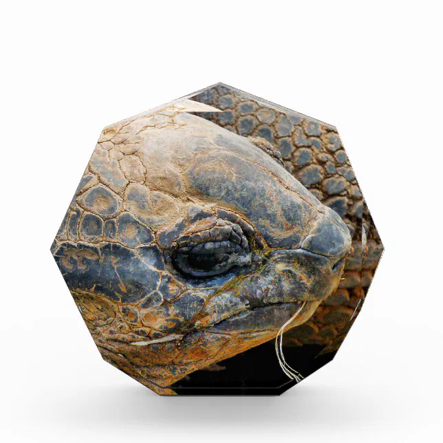 GIANT TORTOISE AWARD | Zazzle