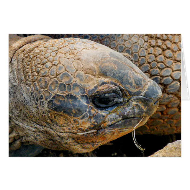 GIANT TORTOISE CARD | Zazzle