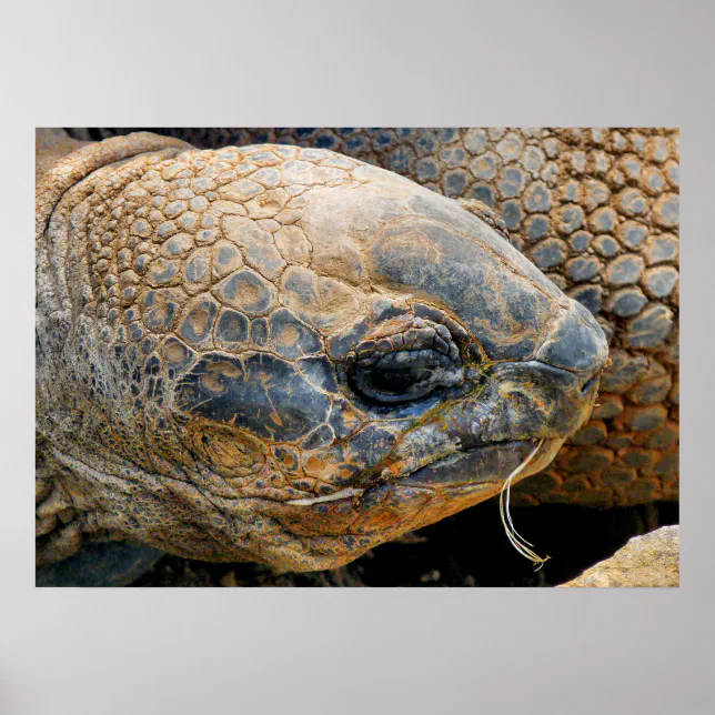 GIANT TORTOISE POSTER | Zazzle