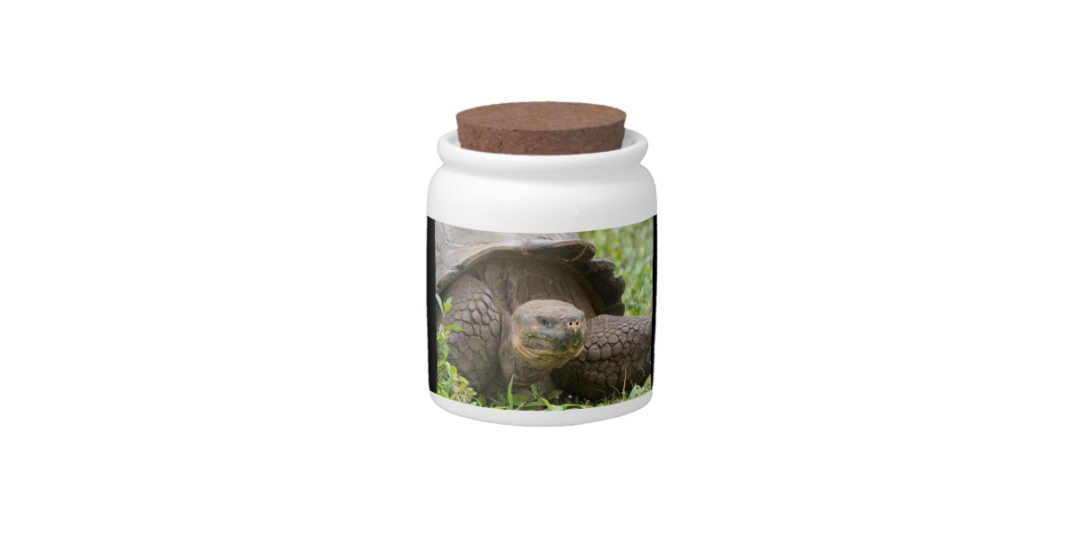 Giant turtle candy jar | Zazzle