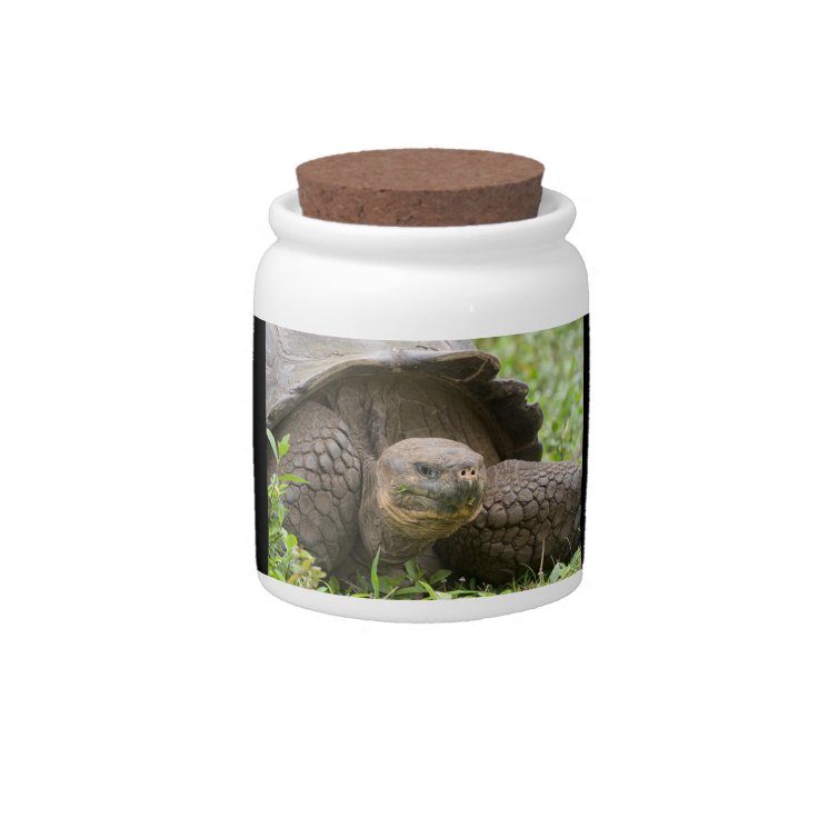 Giant turtle candy jar | Zazzle